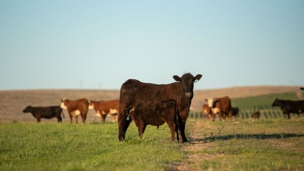 Raising Beef - Meet Idaho's Ranchers